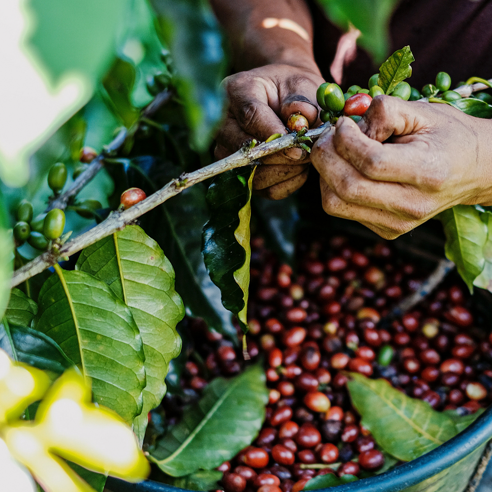 Is Coffee Vegan? A Comprehensive Guide & Trading Post Coffee Roasters